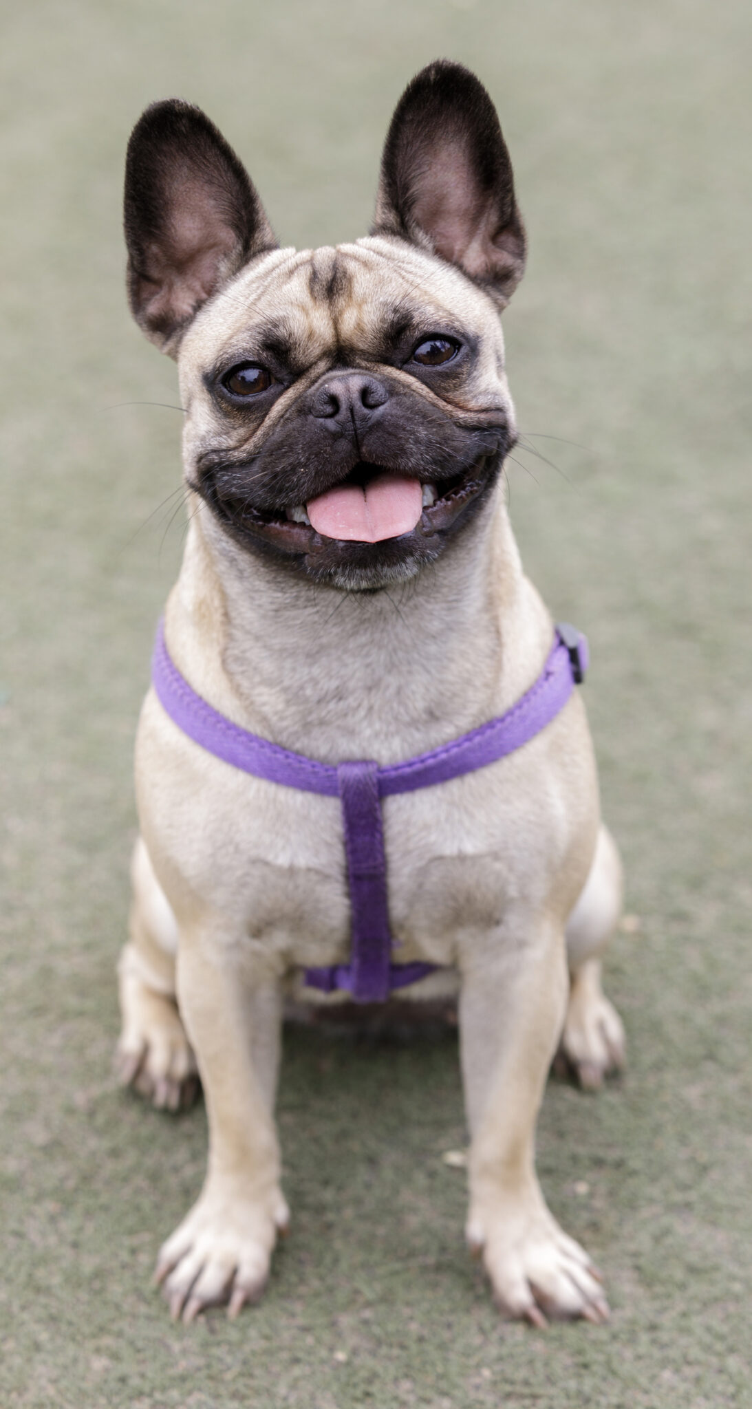 10 Top Facts About Frugs (Commonly Asked Questions) - Frug Life